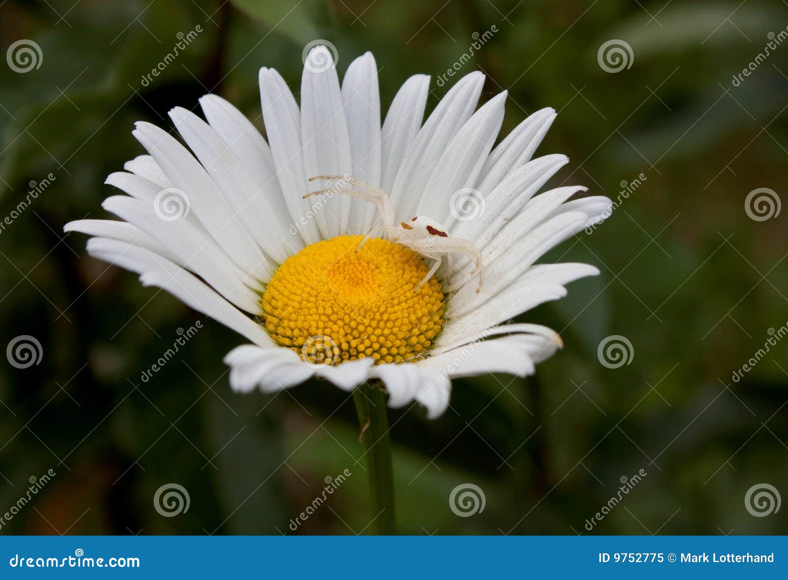 Camouflaged Spider on Daisy Stock Image - Image of perennis, crab: 9752775