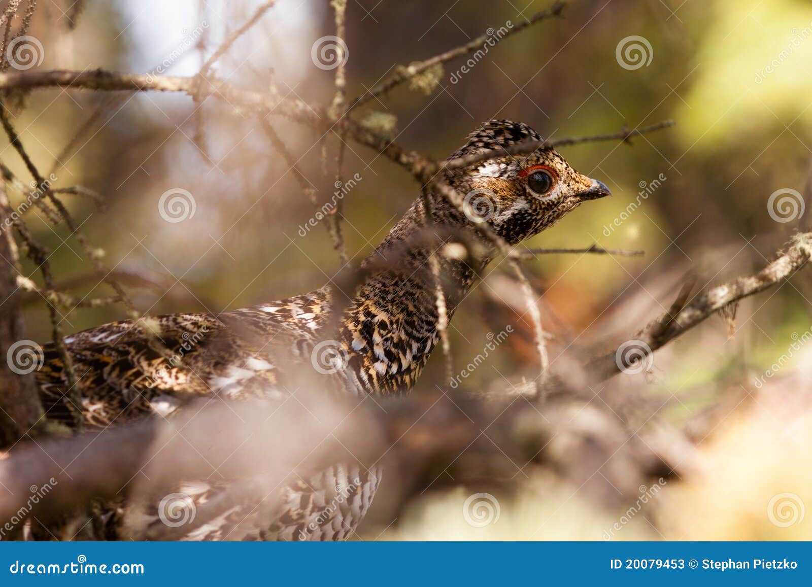 Camouflaged Spruce Grouse Hiding in Tree Stock Image - Image of animal ...