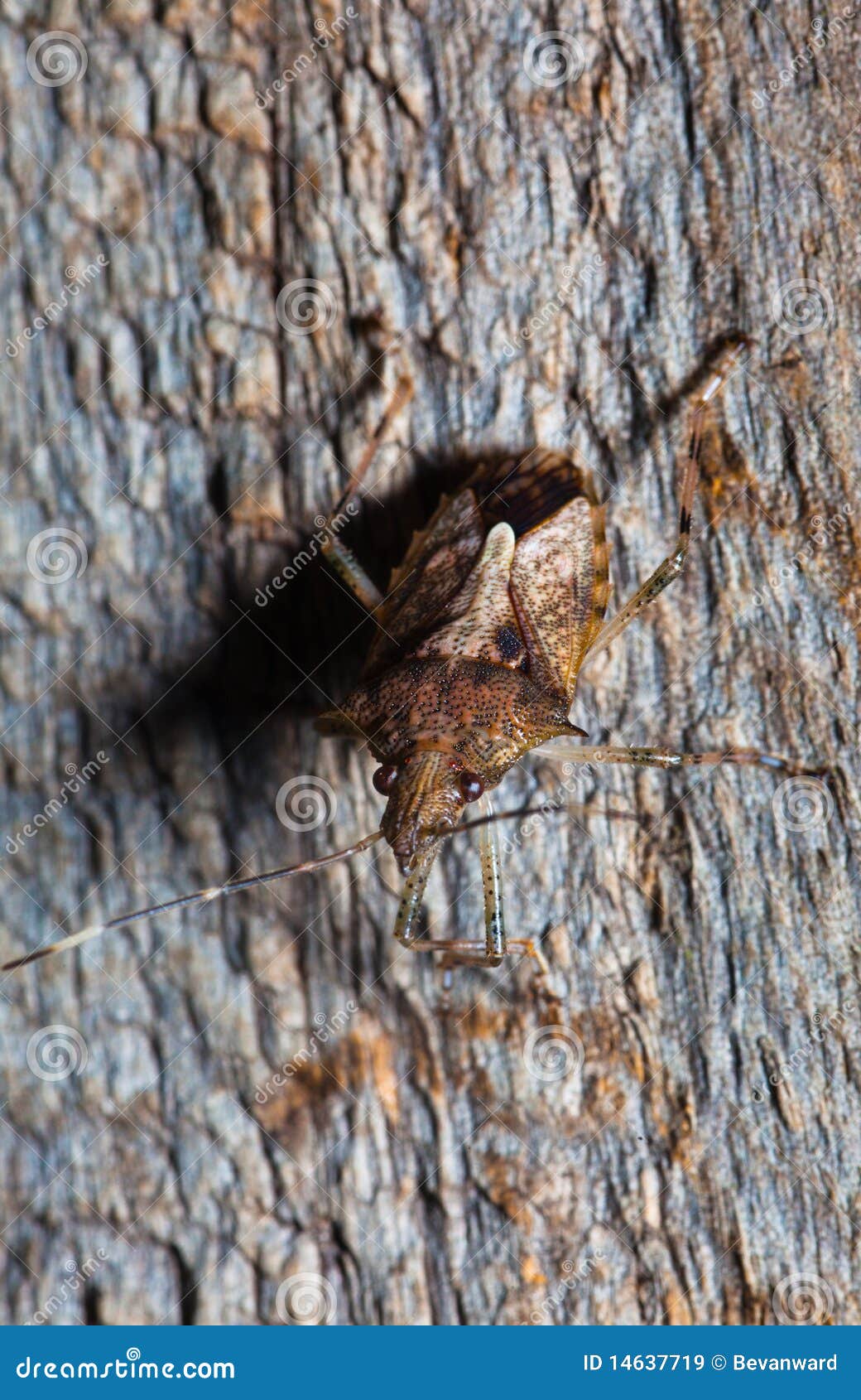 Camouflaged stink bug stock image. Image of defence, wings - 14637719