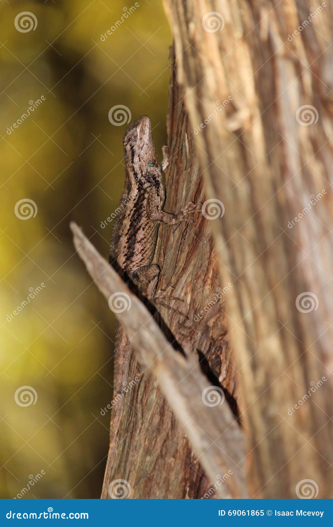 Texas Spiny Lizard Stock Photography | CartoonDealer.com #212978