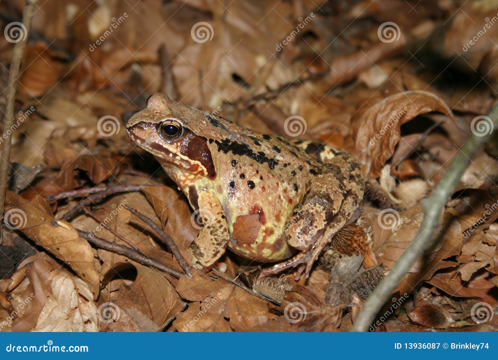 Camouflaged Toad stock image. Image of grass, brown, details - 13936087