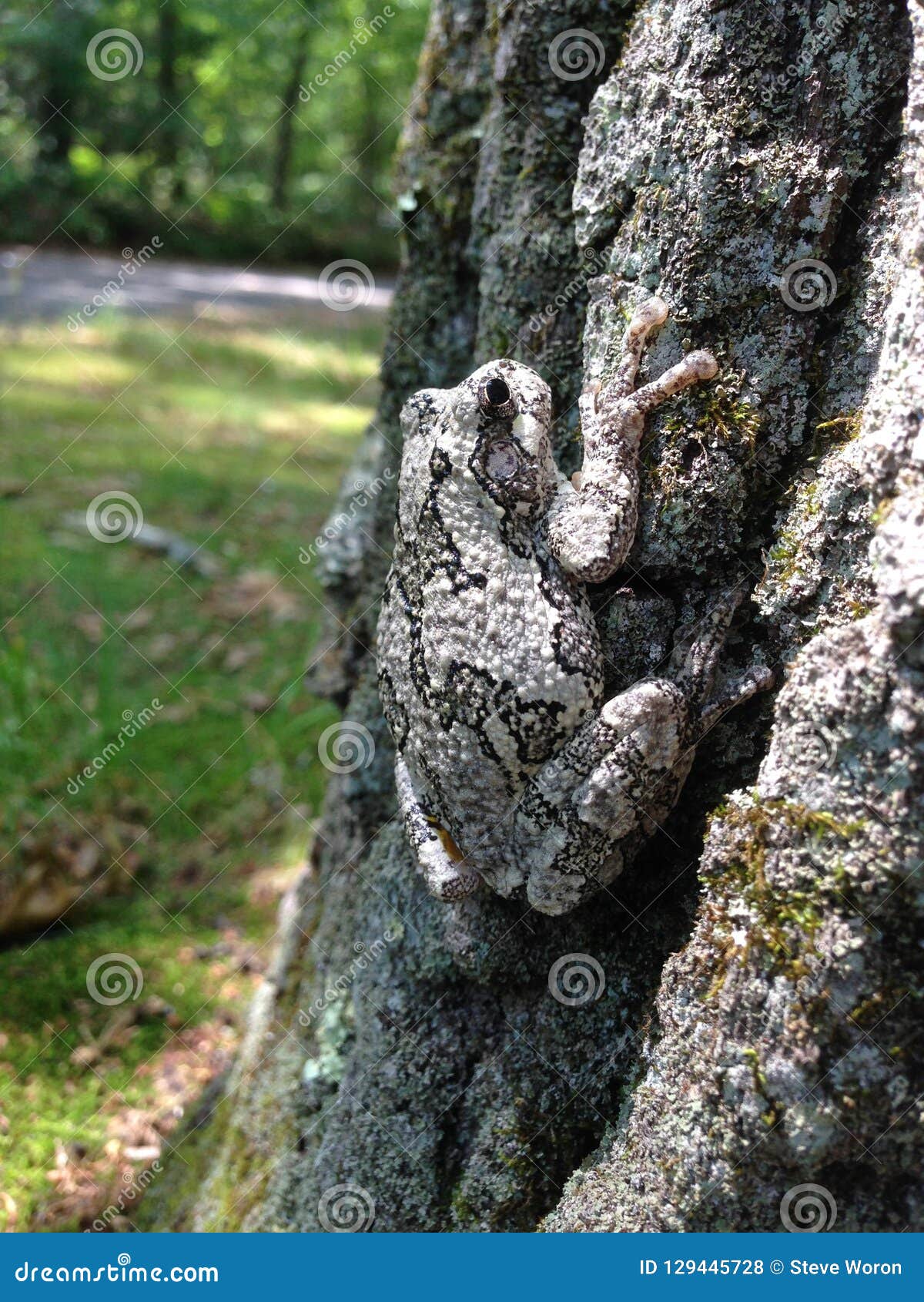 Frog And Toad Spawn Comparison Royalty-Free Stock Photography ...