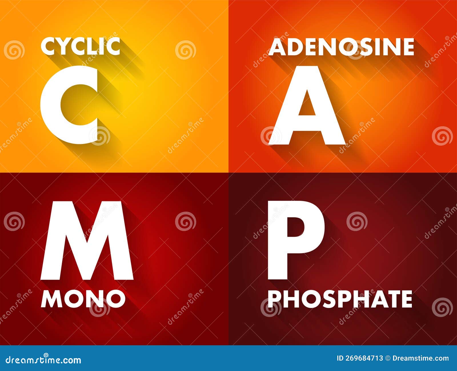 CAMP Cyclic Adenosine MonoPhosphate - Second Messenger Important in ...