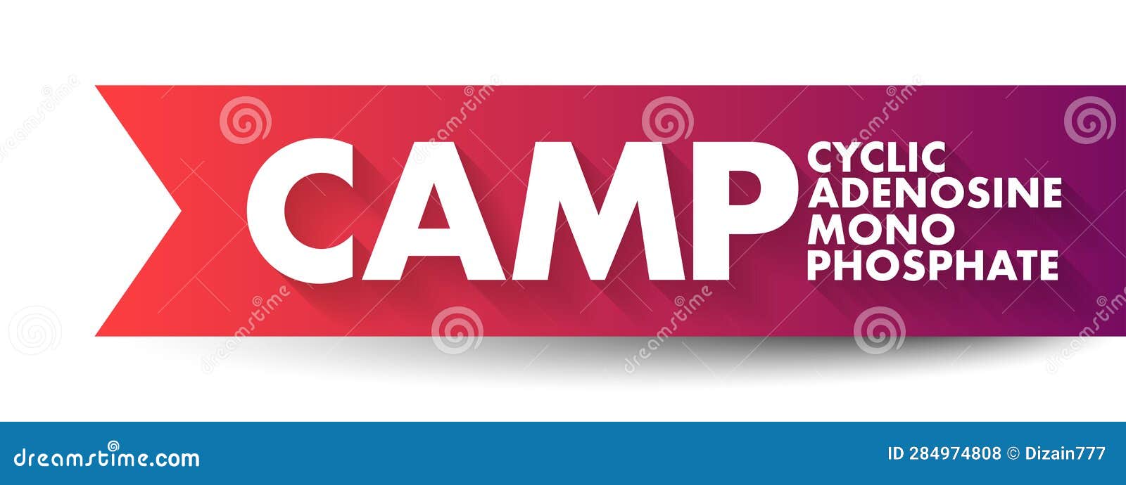 CAMP Cyclic Adenosine MonoPhosphate - Second Messenger Important in ...