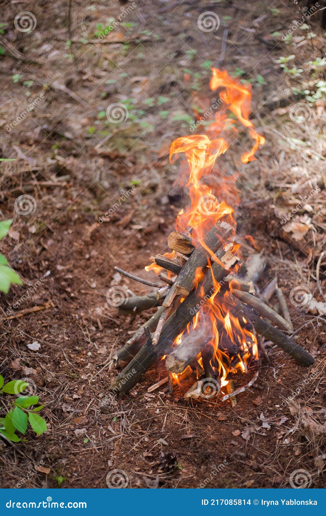 Camp-fire in the forest stock photo. Image of hunting - 217085814