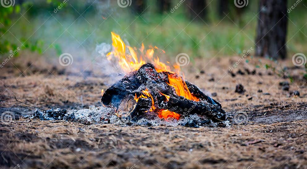 Camp fire in forest stock photo. Image of coal, bonfire - 100532574