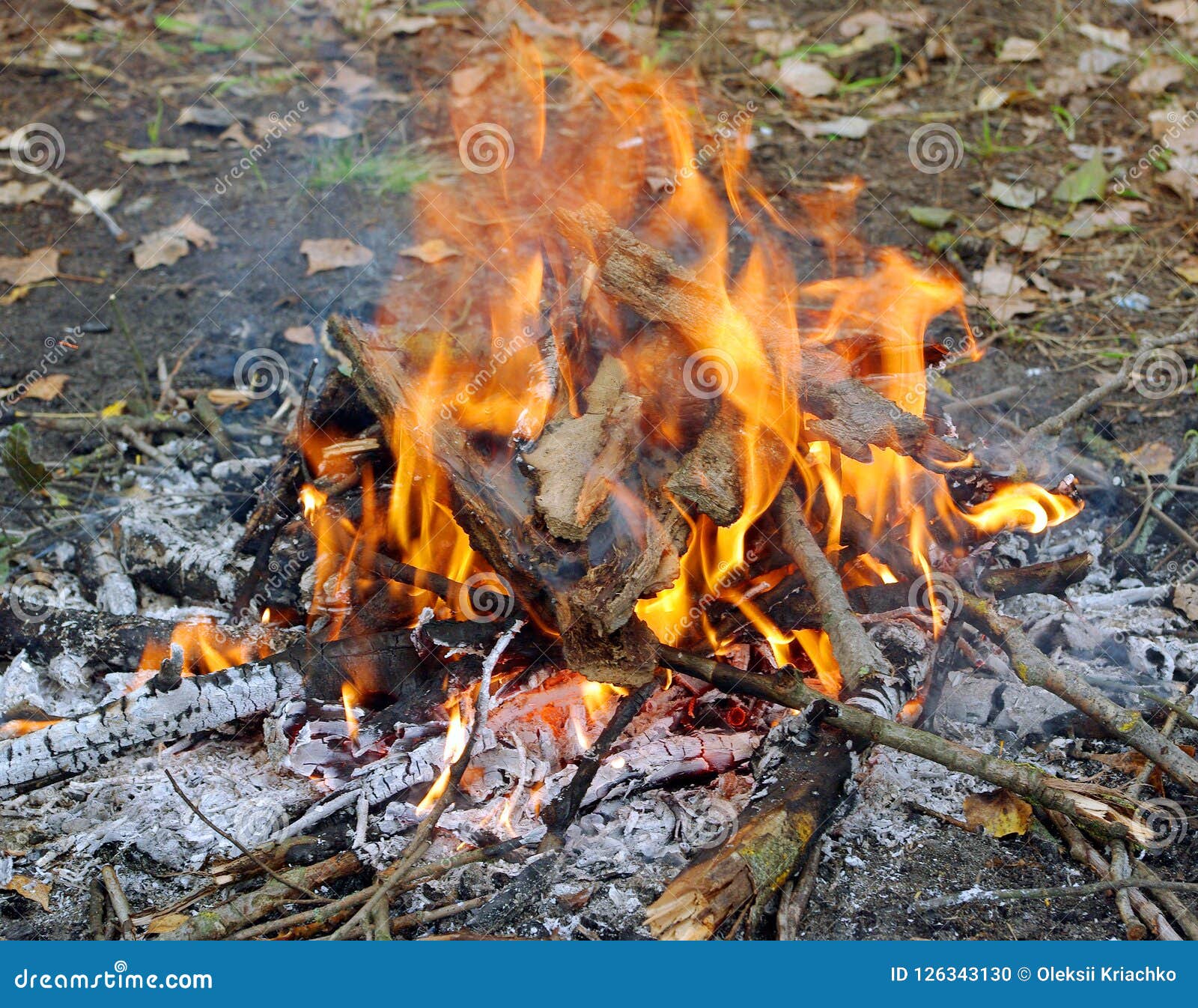 Camp fire in the forest stock photo. Image of bright - 126343130