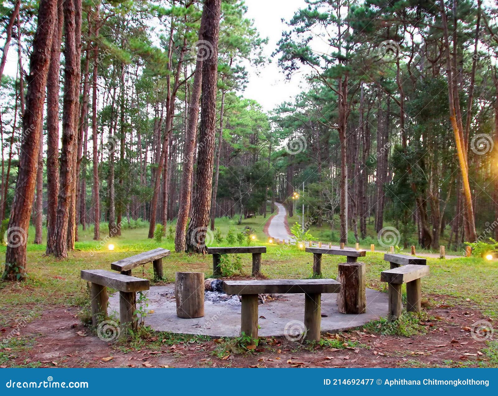 Camp Fire in Park. Wooden Bench Around Camp Fire Area in Pine Forest ...
