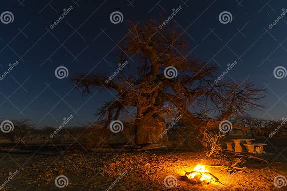 Camp Fire Under the Starts at the Baobab Tree Stock Image - Image of ...