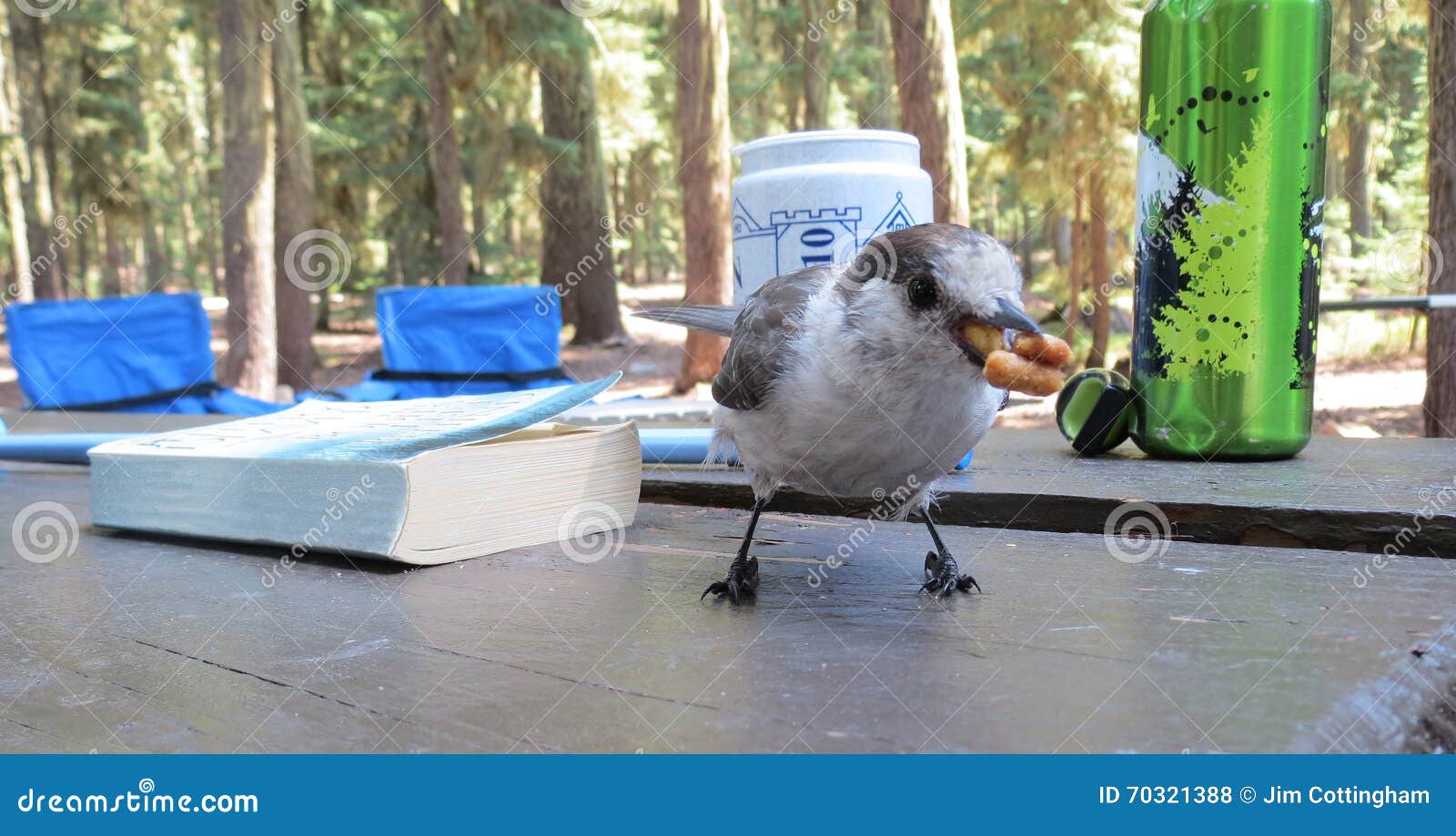 Camp Robber - Caught in the Act Stock Photo - Image of robber, snacks ...