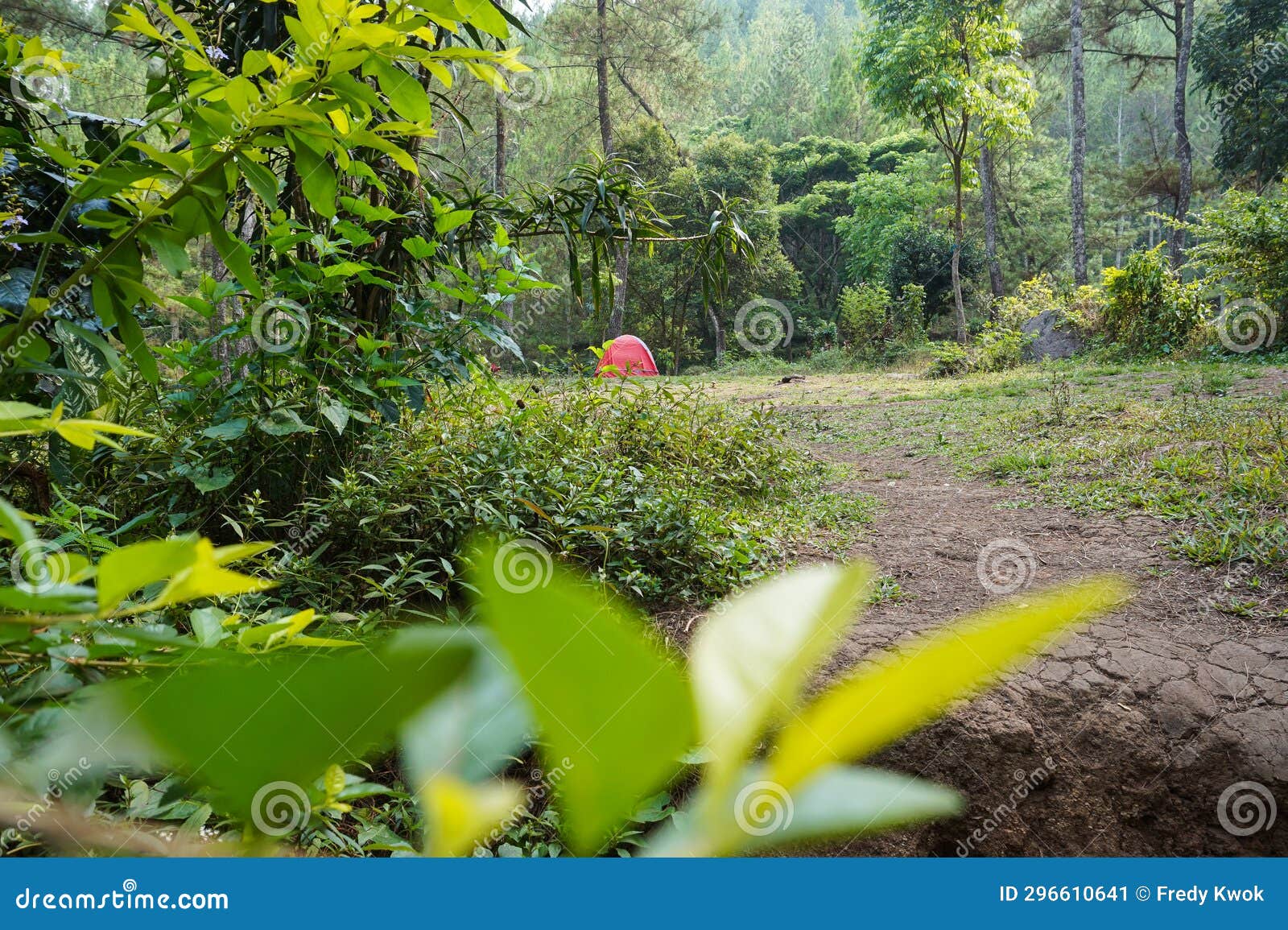 Camp Site in the Forest, Camp Ground at Bedengan, East Java, Indonesia ...