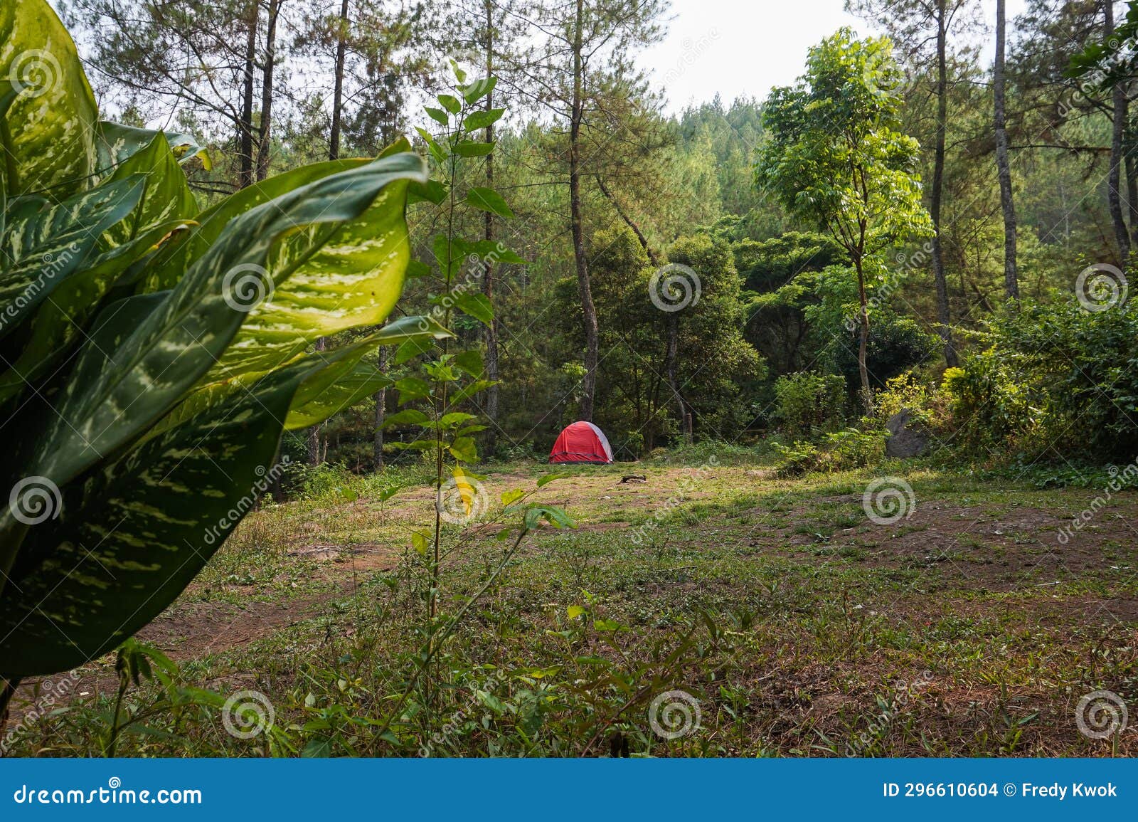 Camp Site in the Forest, Camp Ground at Bedengan, East Java, Indonesia ...