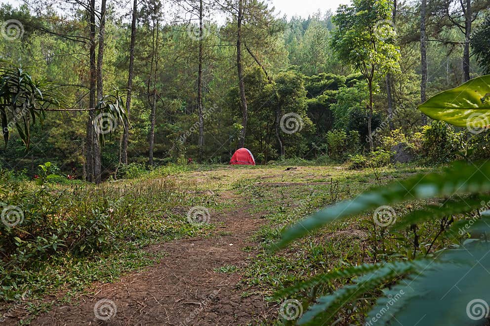 Camp Site in the Forest, Camp Ground at Bedengan, East Java, Indonesia ...