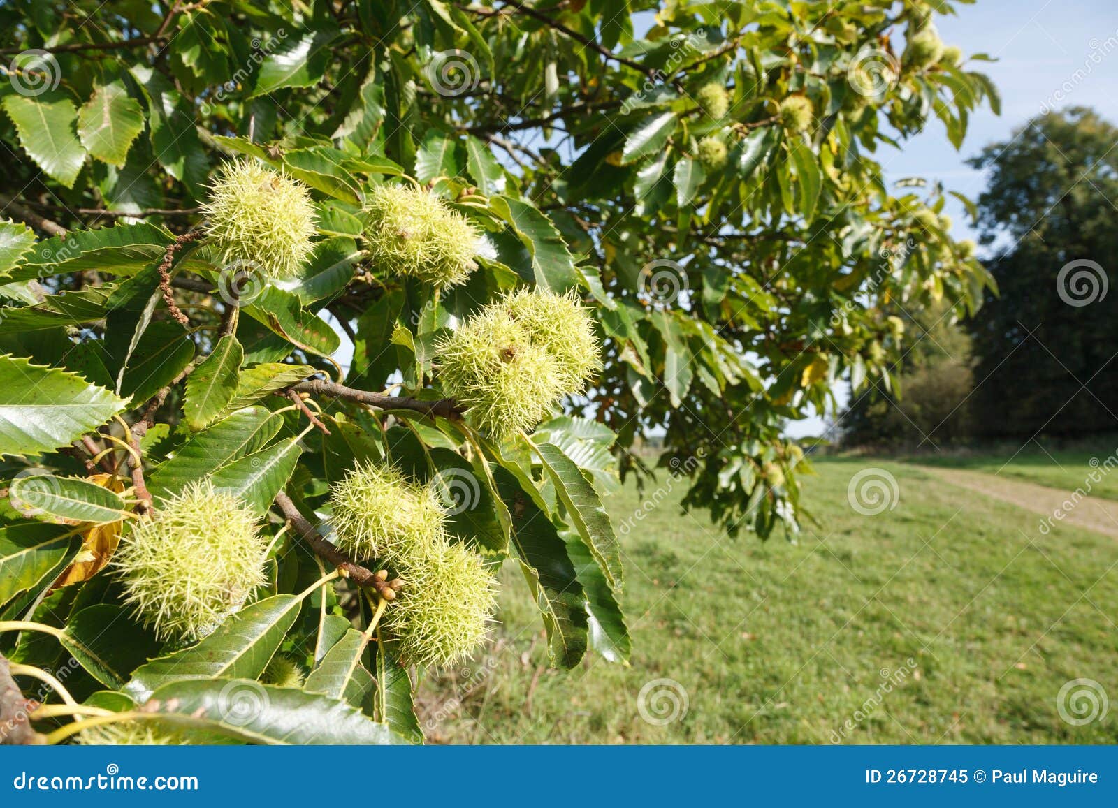 Campagna Dei Britannici Dell'albero Di Castagna Immagine Stock ...
