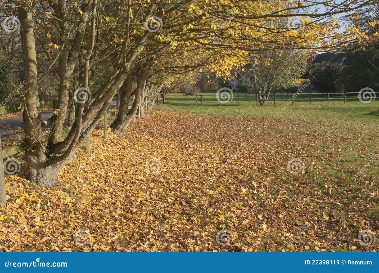 Campagne D'automne, Suffolk, Angleterre Image stock - Image du arbres ...