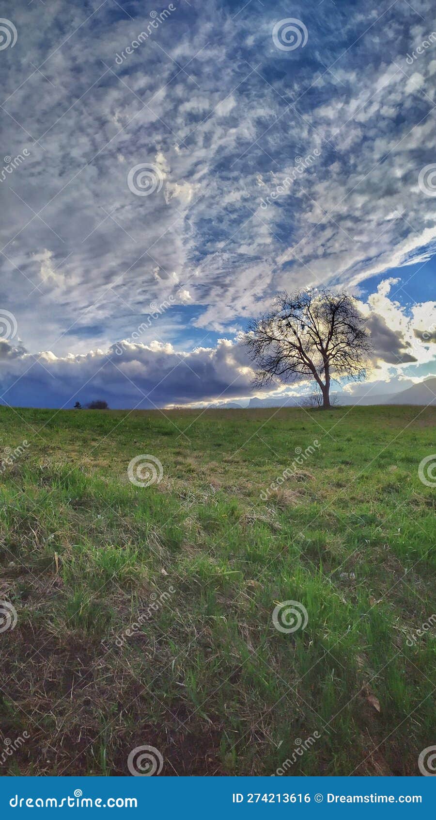 Campagne sky sun tree stock photo. Image of tree, campagne - 274213616