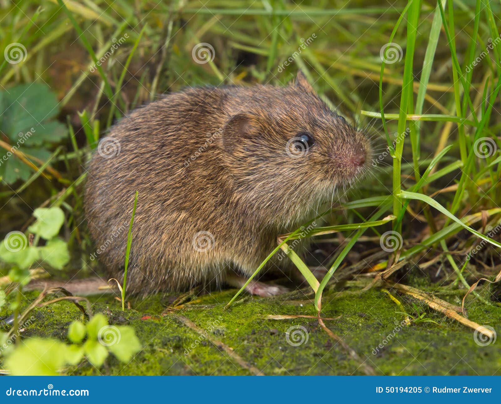 Mignons Campagnols Des Prairies