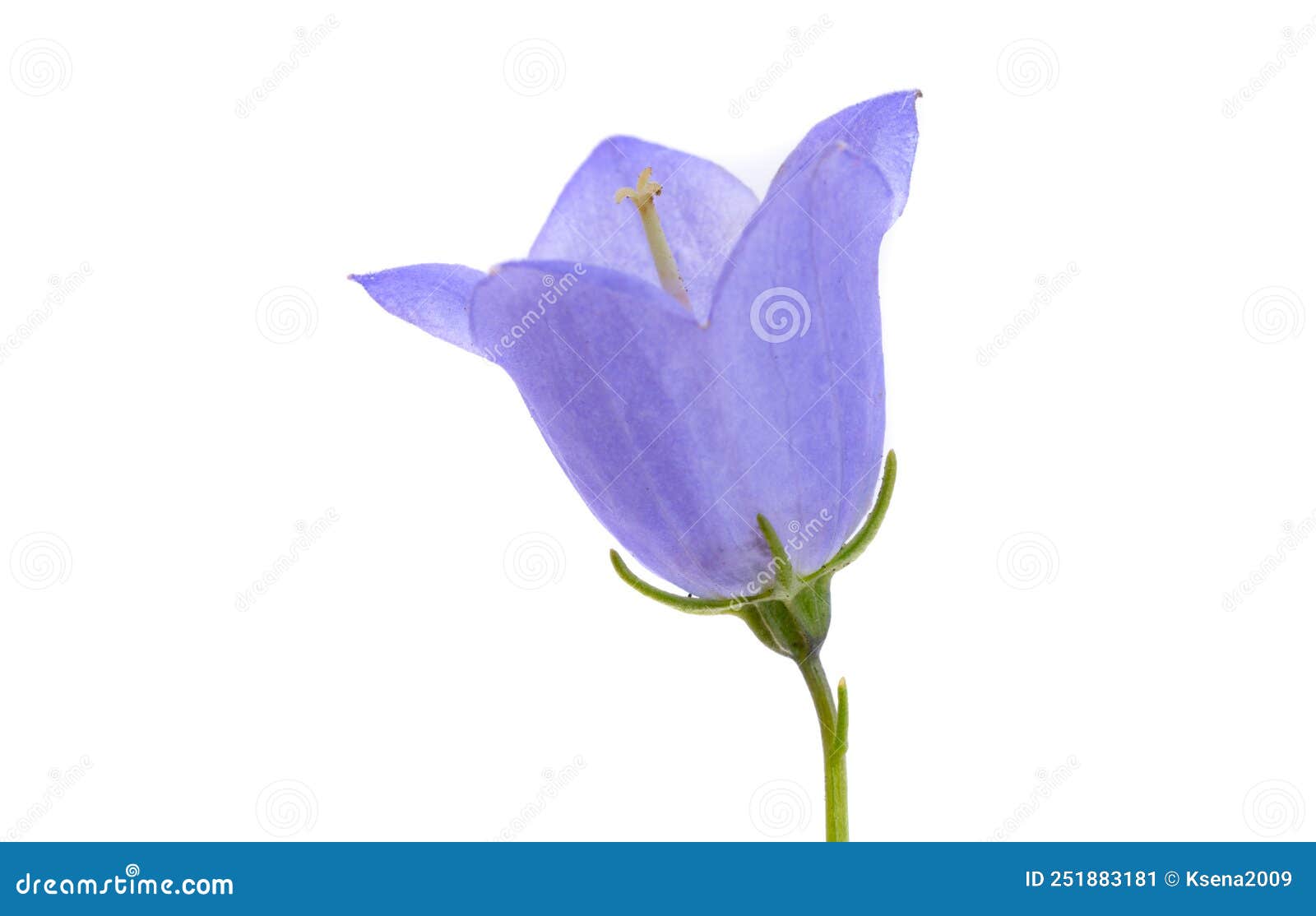 Campana azul aislada imagen de archivo. Imagen de pétalo - 251883181