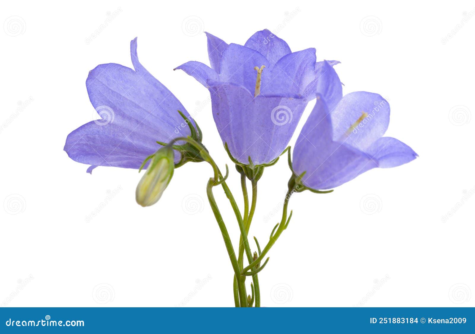 Campana azul aislada foto de archivo. Imagen de wallpaper - 251883184