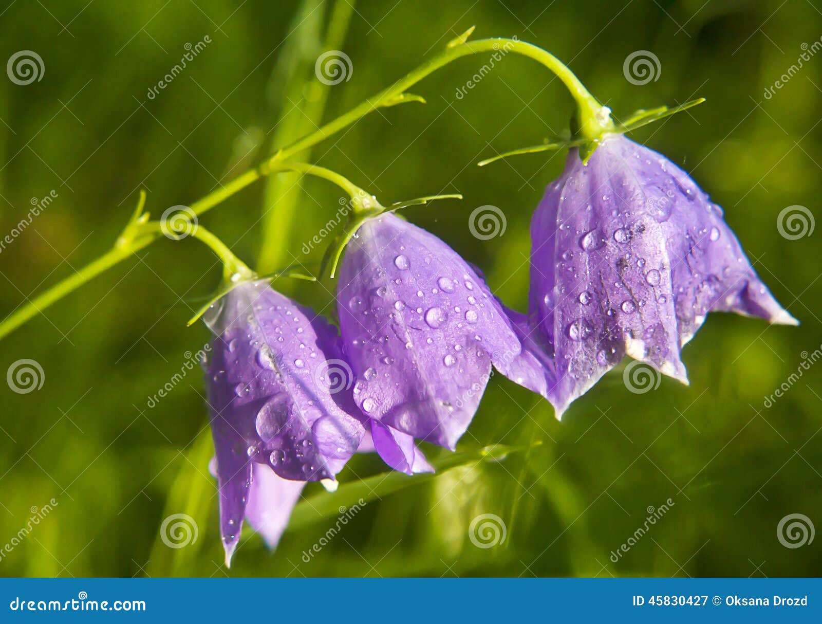 Campana-flor (patula De La Campánula) Imagen de archivo - Imagen de ...