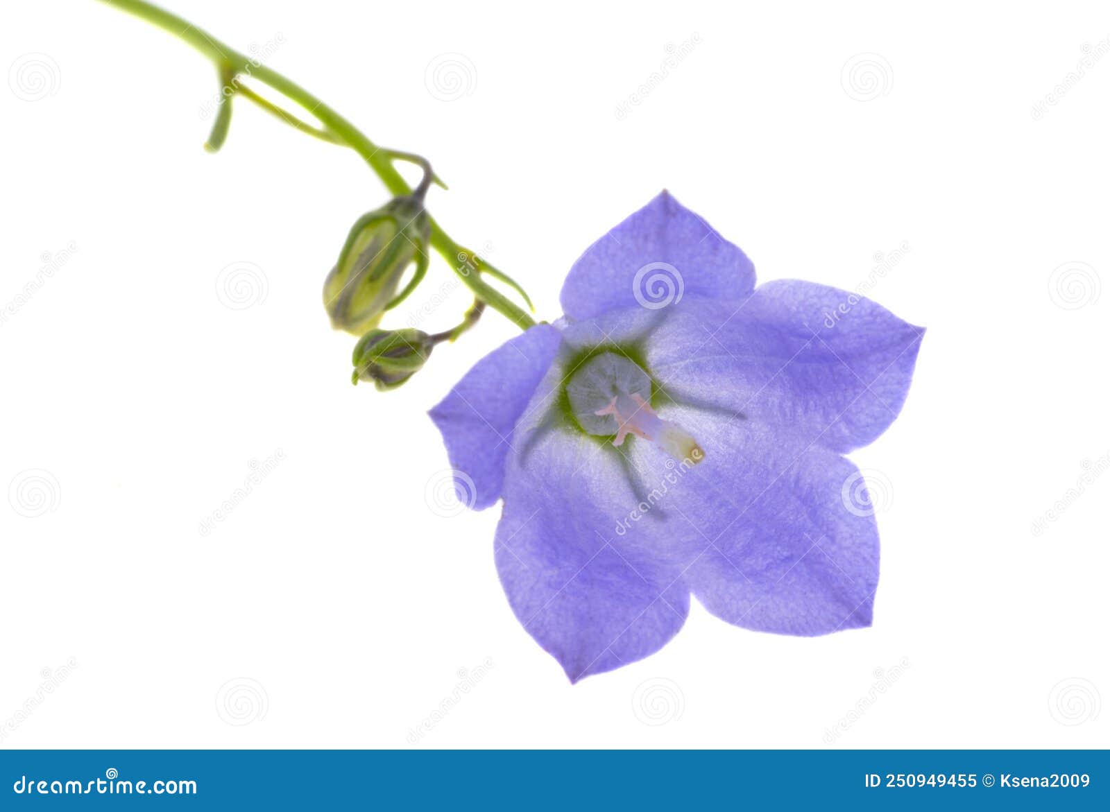 Campanas azules aisladas imagen de archivo. Imagen de azul - 250949455