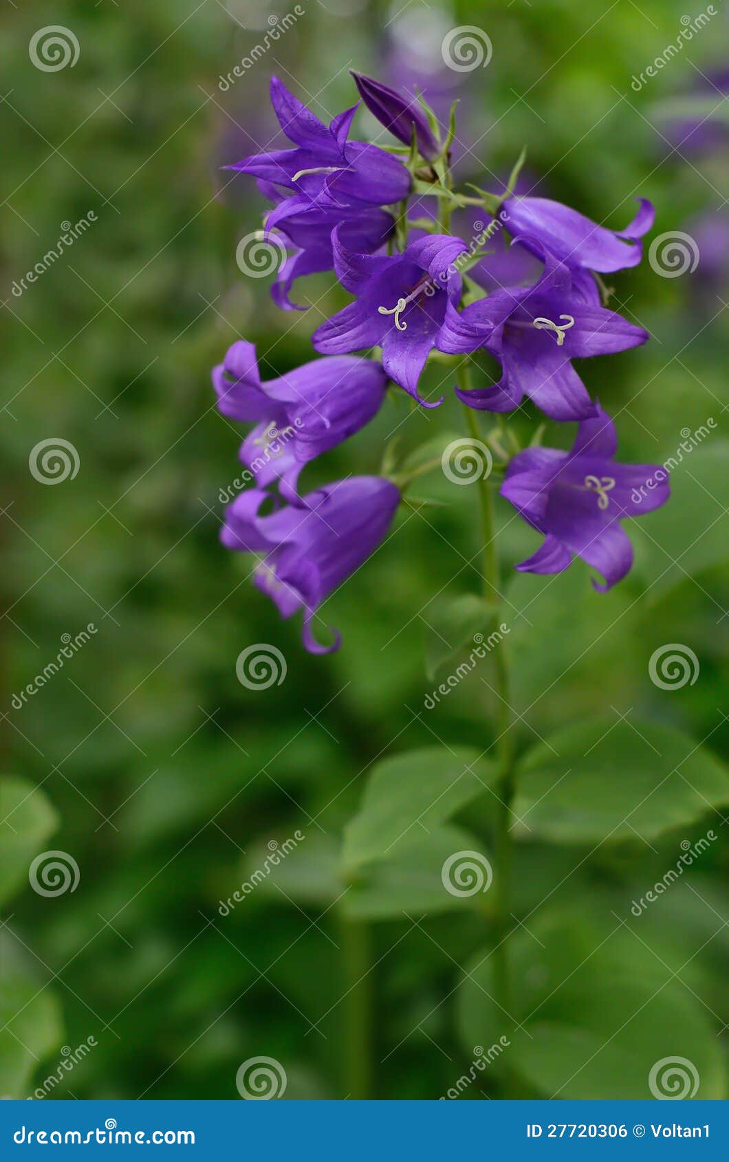 Campanula flower stock photo. Image of campanula, bloom - 27720306