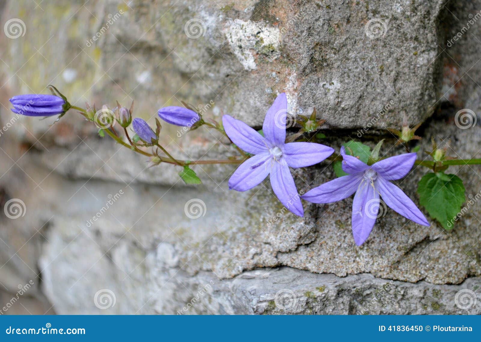 Campanula Flowers with Leaves Stock Photo - Image of gardening ...