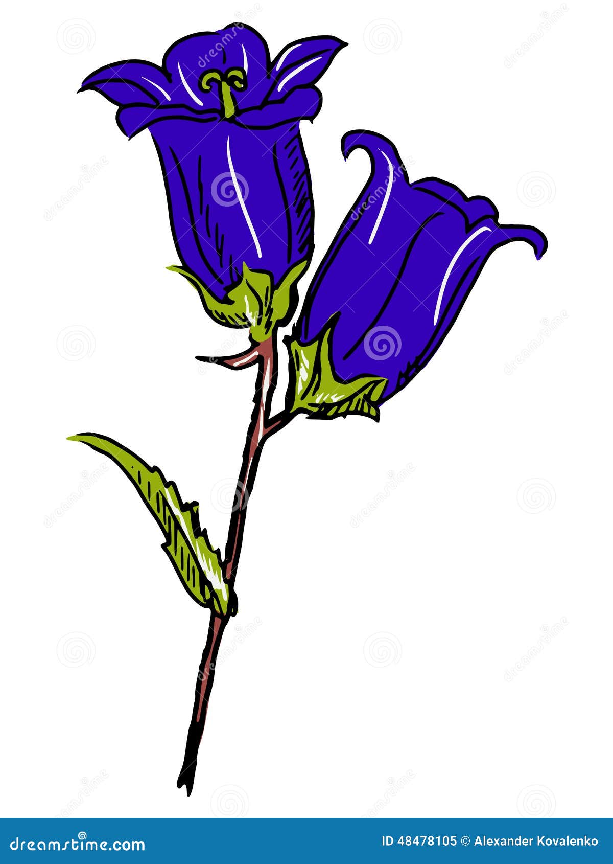Campanula stock vector. Illustration of flowers, blossom - 48478105