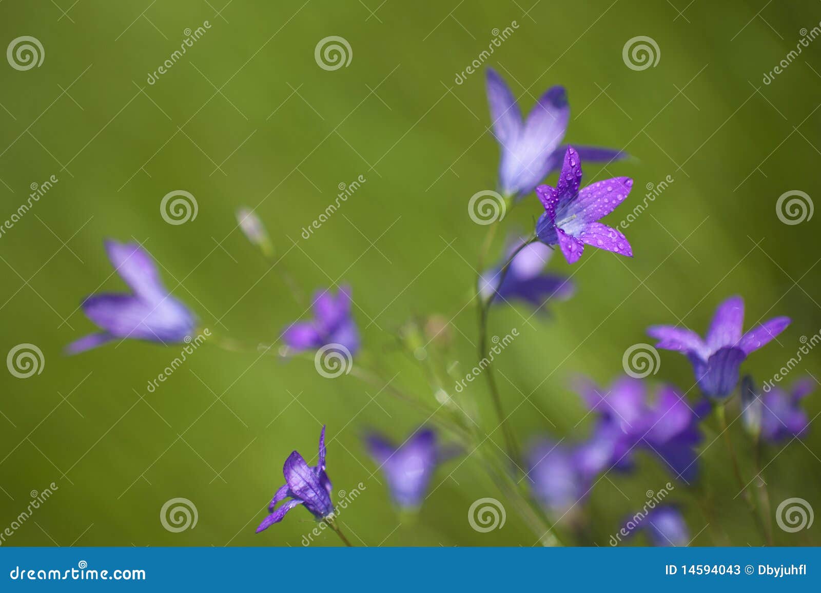 Campanula patula stock image. Image of flowerbulb, beauty - 14594043