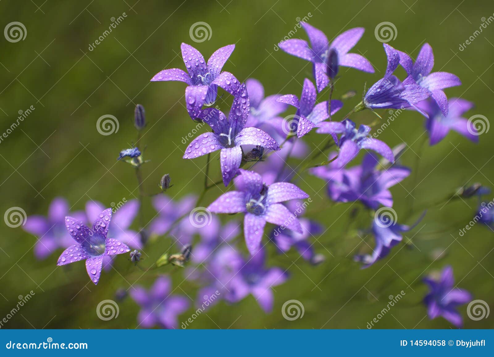 Campanula patula stock photo. Image of ornate, patches - 14594058