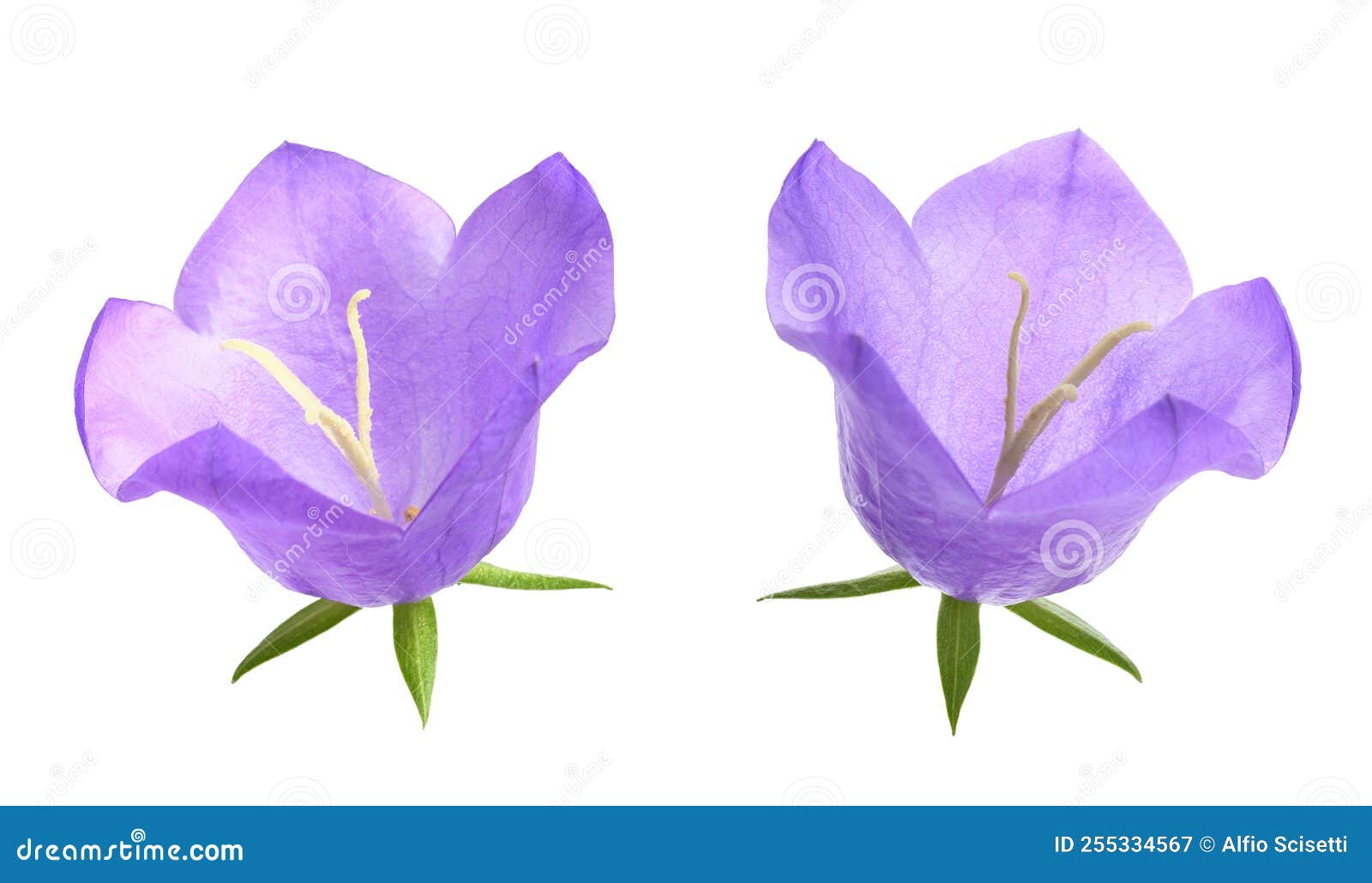 Campanula persicifolia stock image. Image of willow - 255334567