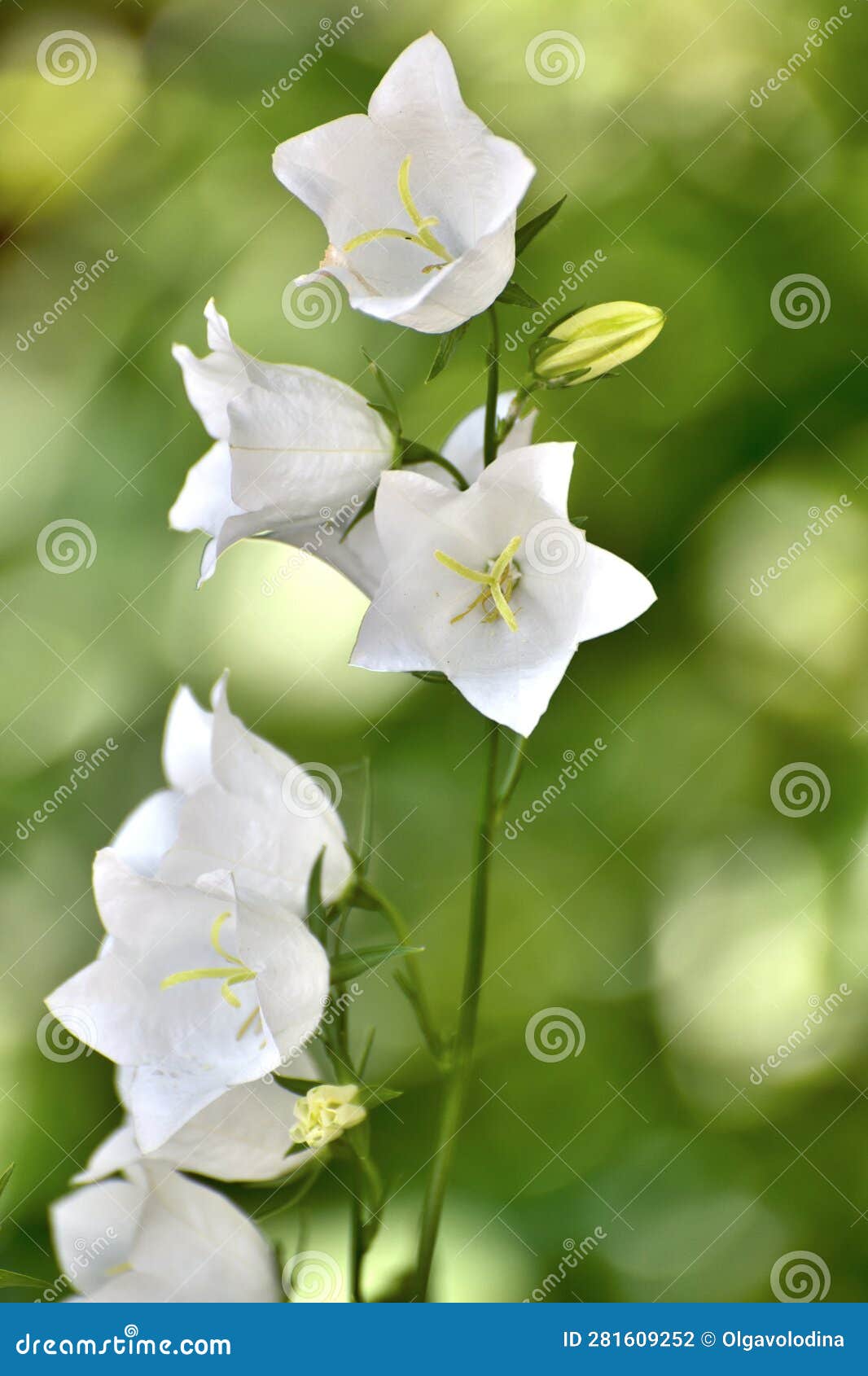 Campanula Persicifolia - White Bells in a Flower Bed Stock Photo ...