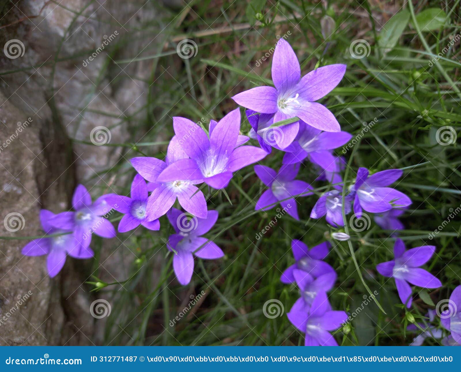 Campanula Purple Bells in Grass by Stone Wall. Natural Composition ...