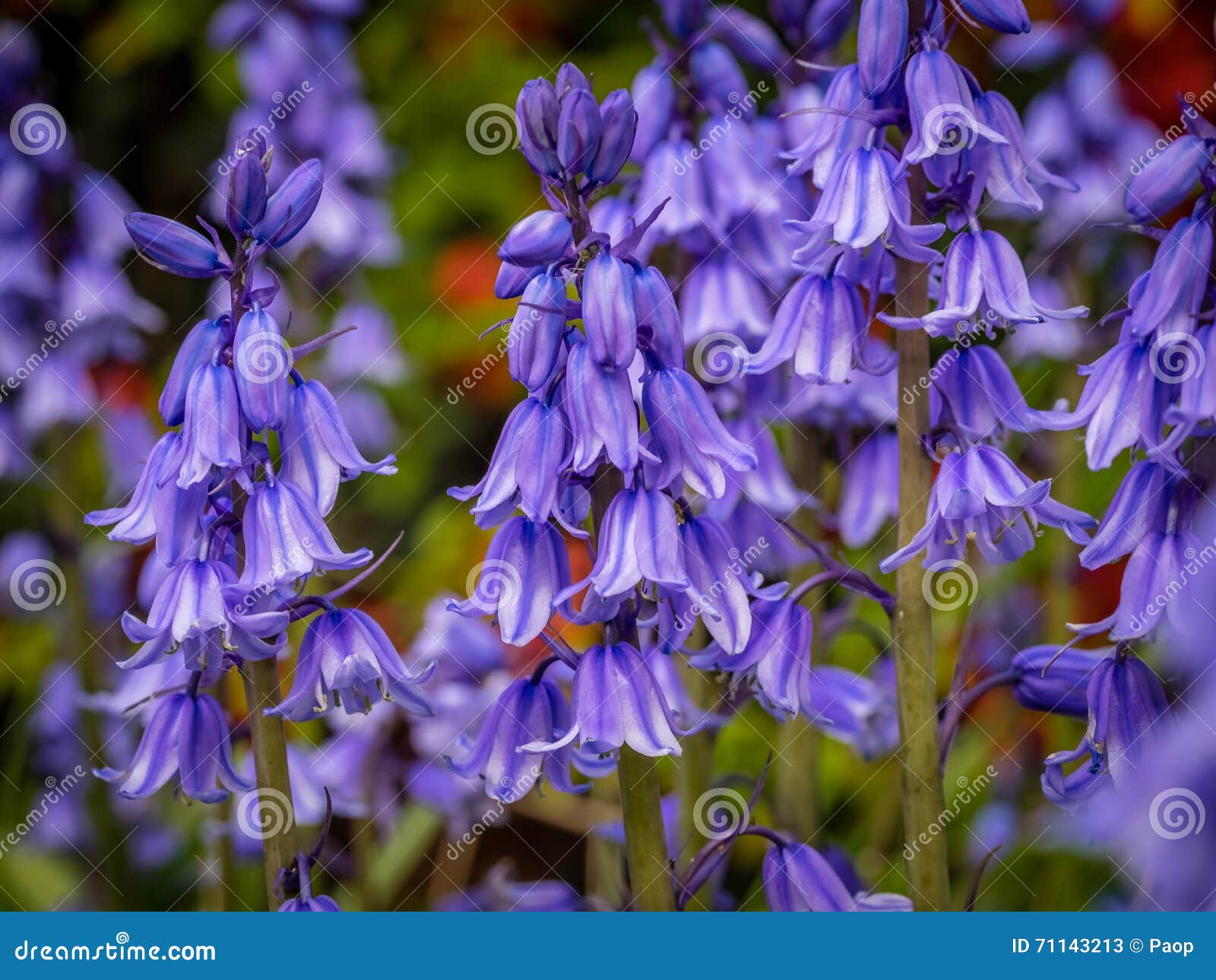 Campanula Rapunculoides Flowers Stock Image - Image of bellflower ...
