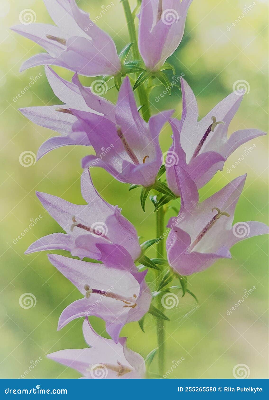 Campanula rapunculoides stock photo. Image of rampion - 255265580