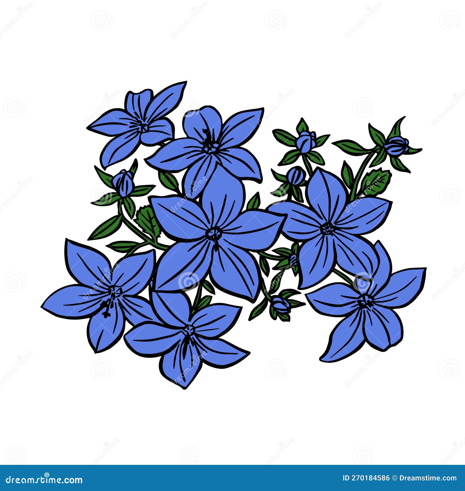 Campanula Sketch. Blue Bellflowers on White Background Stock Vector ...