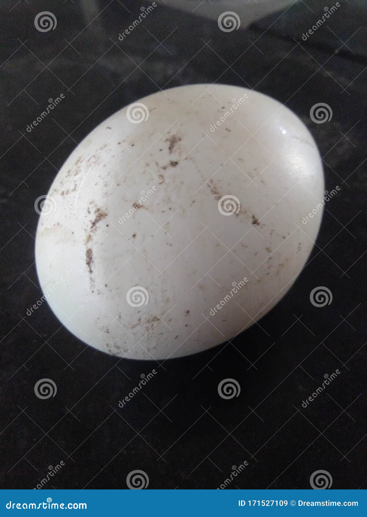 Campbell Duck egg stock image. Image of nature, sunset - 171527109