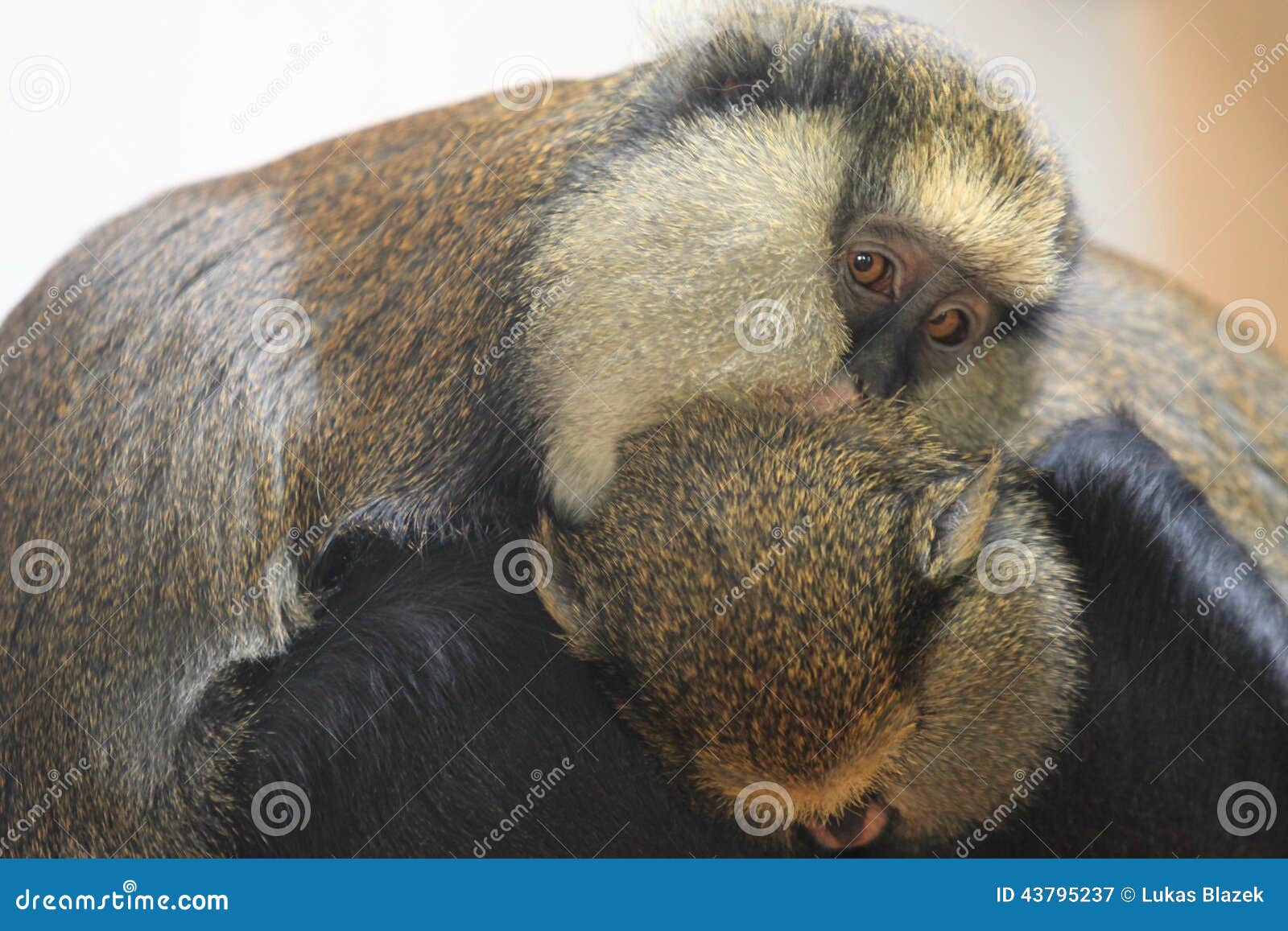 The Campbell`s Mona Monkey Cercopithecus Campbelli. Royalty-Free Stock ...