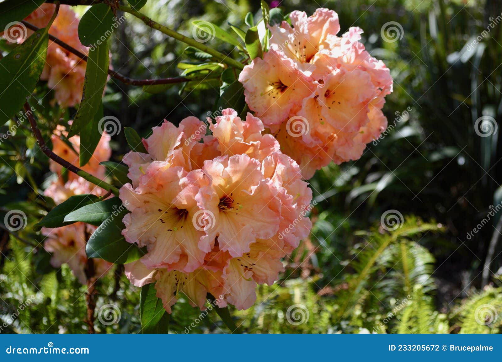 Campbell Rhododendron Garden Stock Photo - Image of blackheath, sunny ... Campbell Rhododendron Garden Stock Photo - Image of blackheath, sunny ...