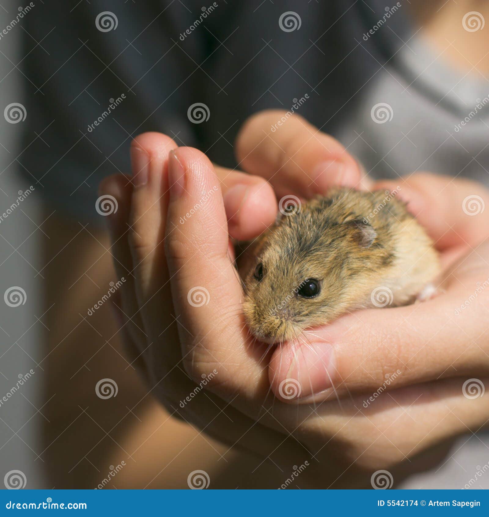 Campbell S Dwarf Hamster in Hands Stock Photo - Image of hamster ...