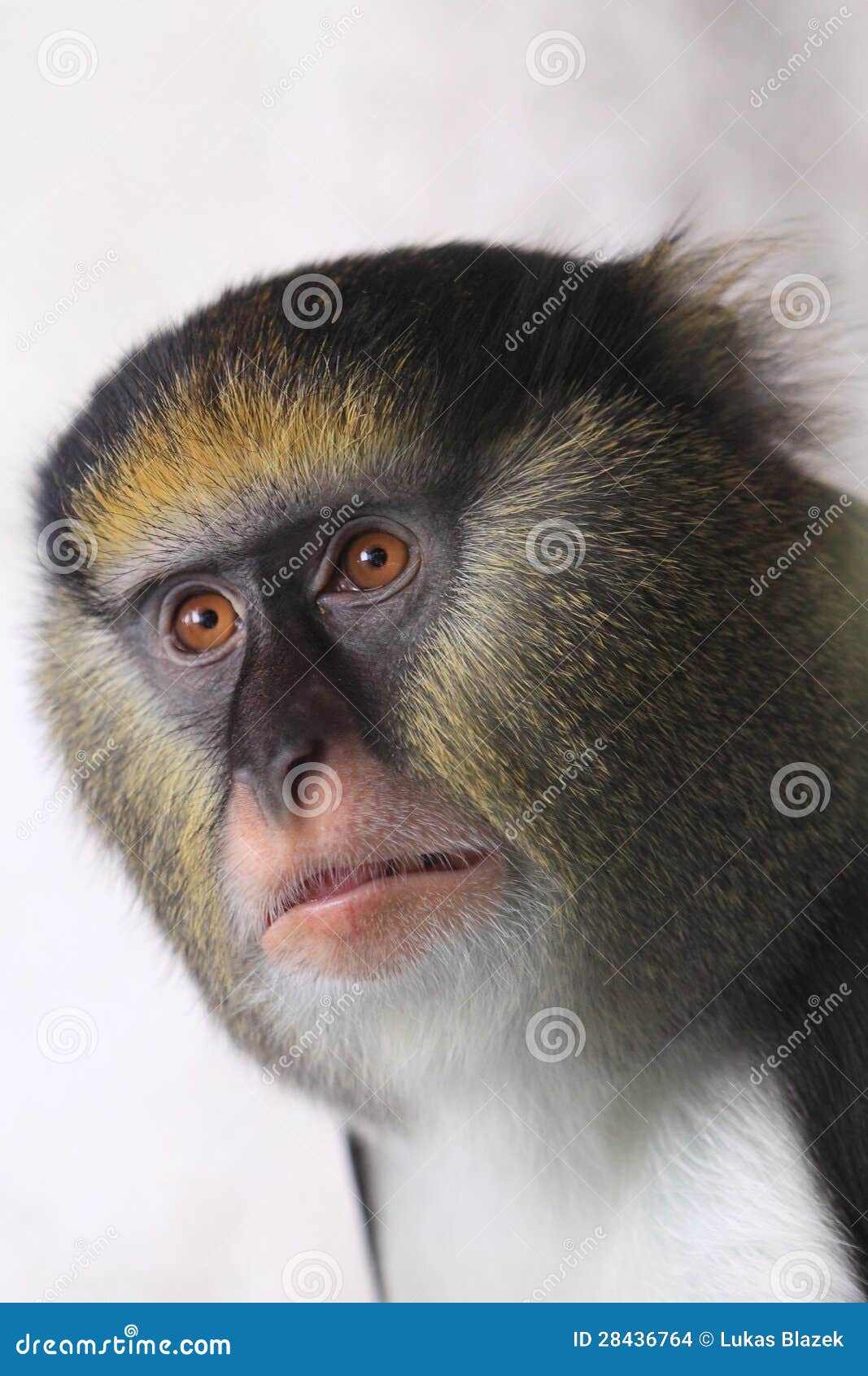 Campbell s mona monkey stock photo. Image of upper, campbelli - 28436764