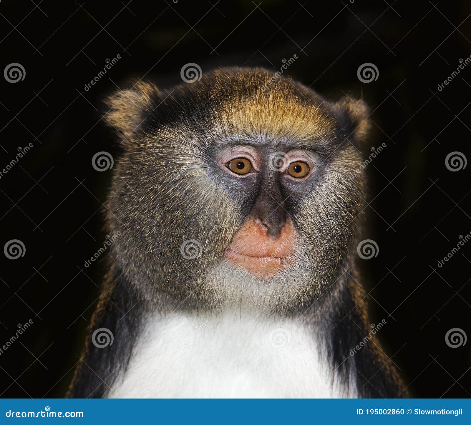 CAMPBELL`S MONKEY Cercopithecus Campbelli, PORTRAIT of ADULT Stock ...
