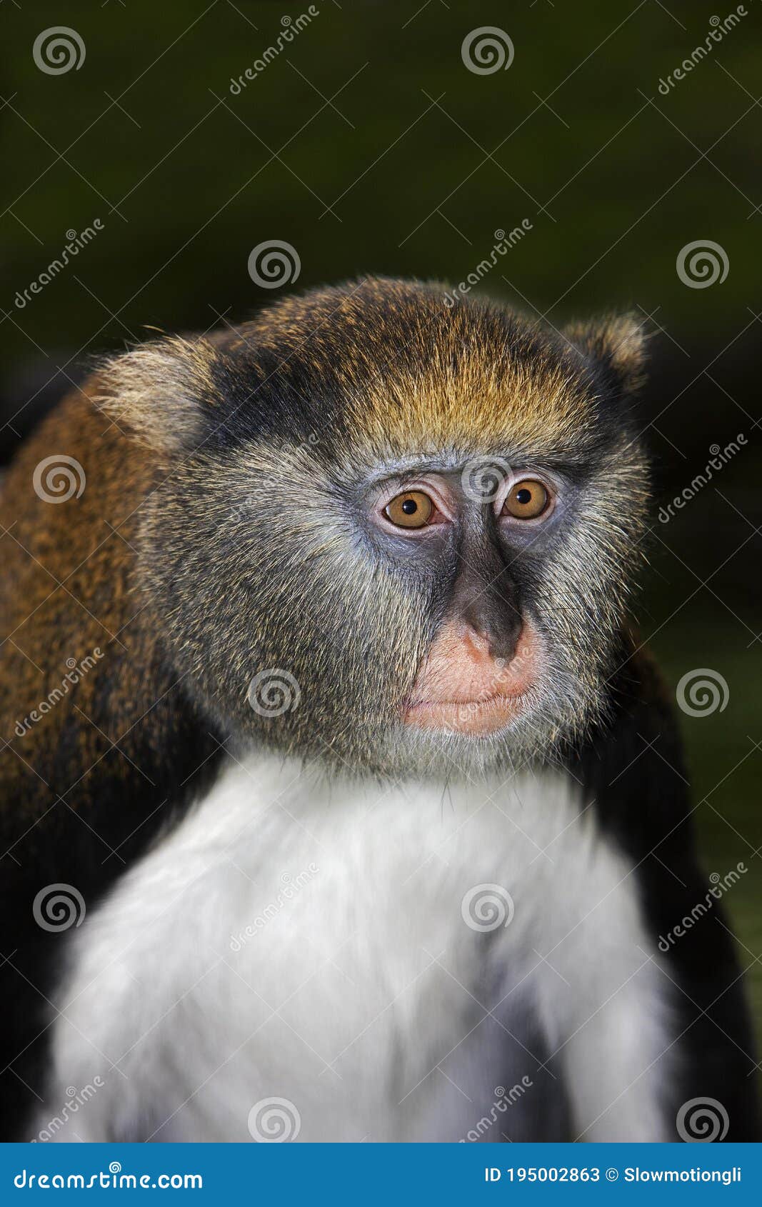 CAMPBELL`S MONKEY Cercopithecus Campbelli, PORTRAIT of ADULT Stock ...
