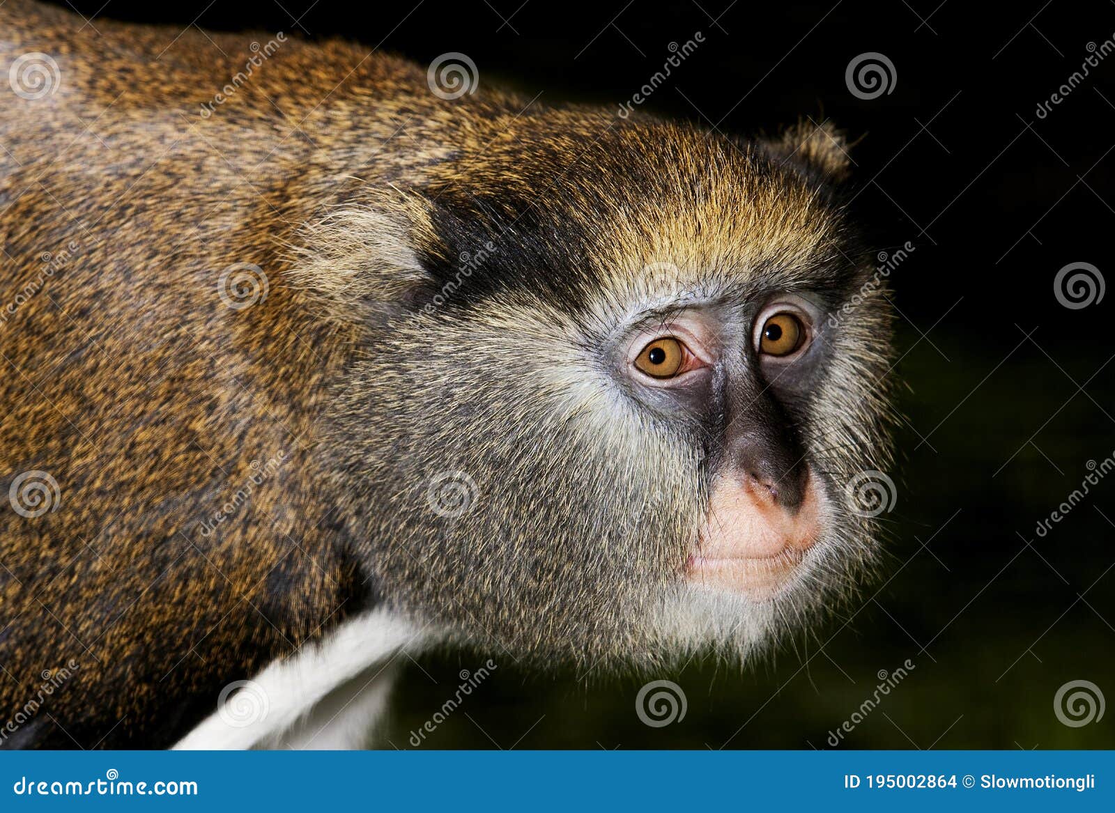 CAMPBELL`S MONKEY Cercopithecus Campbelli, PORTRAIT of ADULT Stock ...