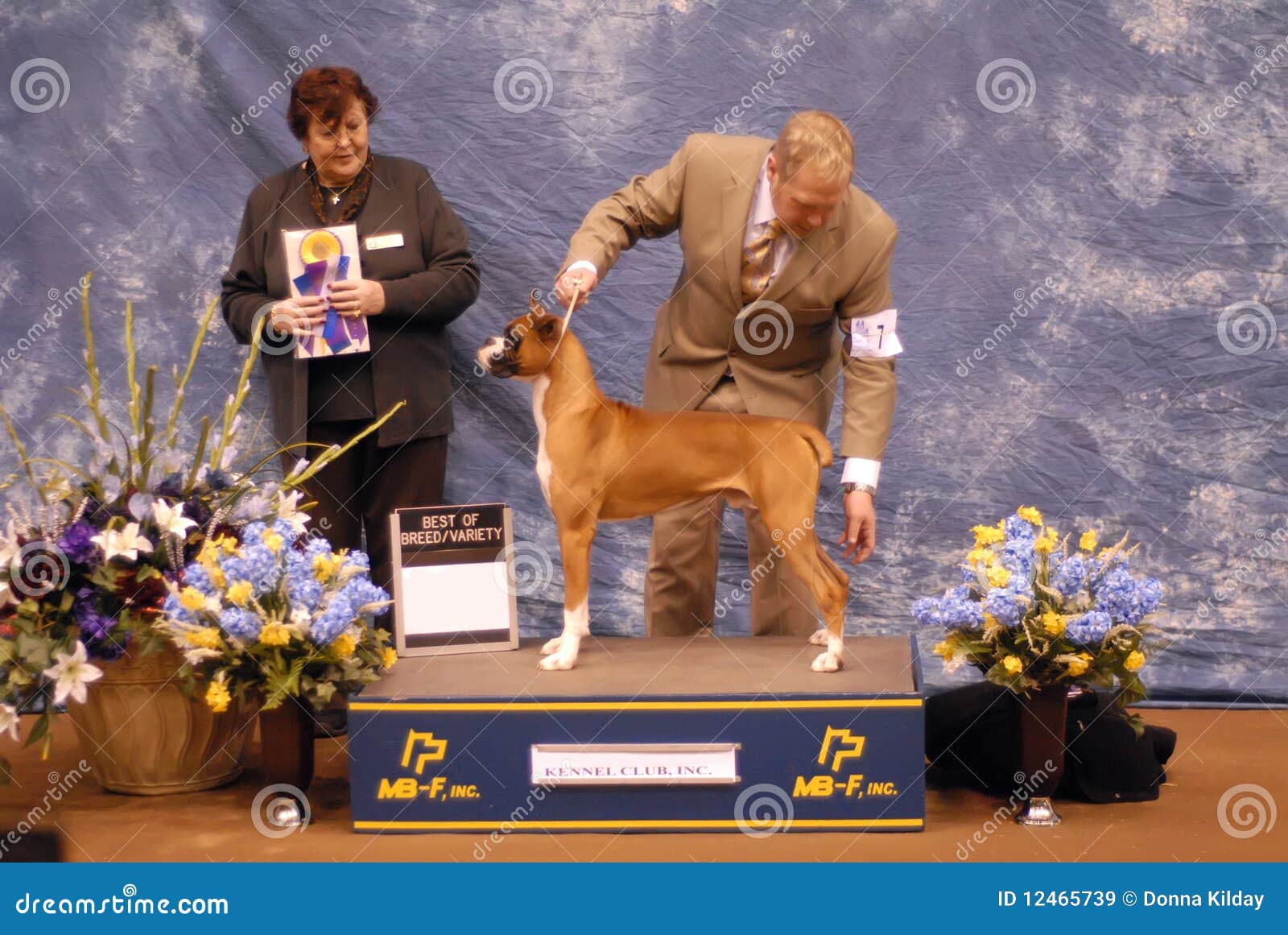 Campeón Del Perro Del Boxeador Imagen de archivo editorial - Imagen de ...