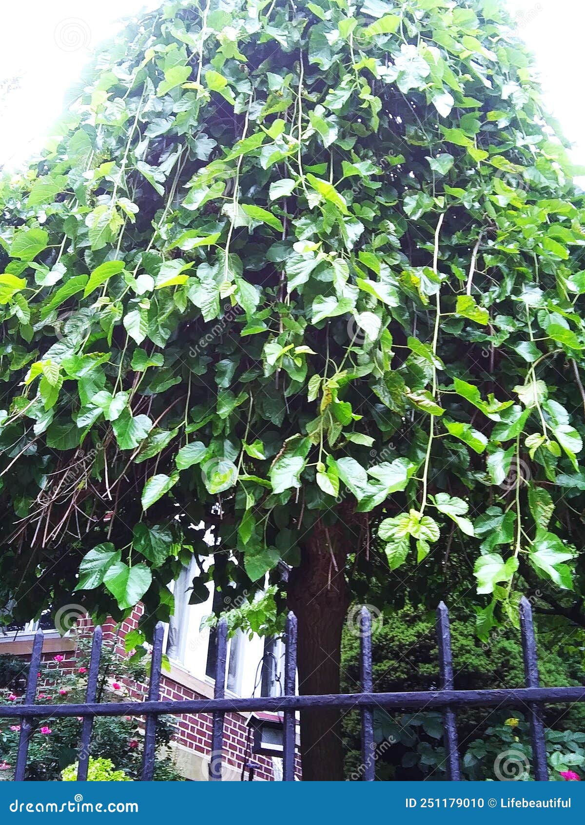 Camperdown elm stock photo. Image of type, evergreen - 251179010