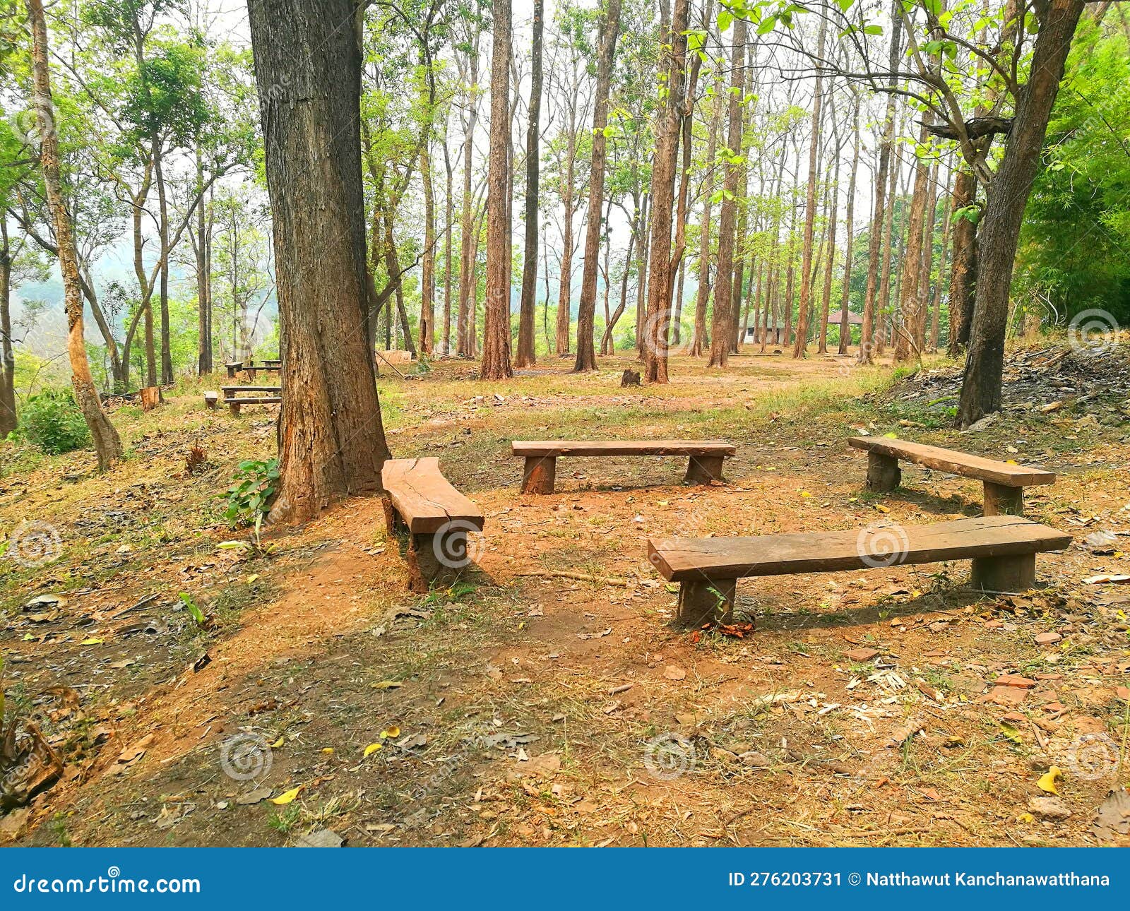 Campfire,Bonfire,Wooden Bench in the Forest. Stock Image - Image of ...