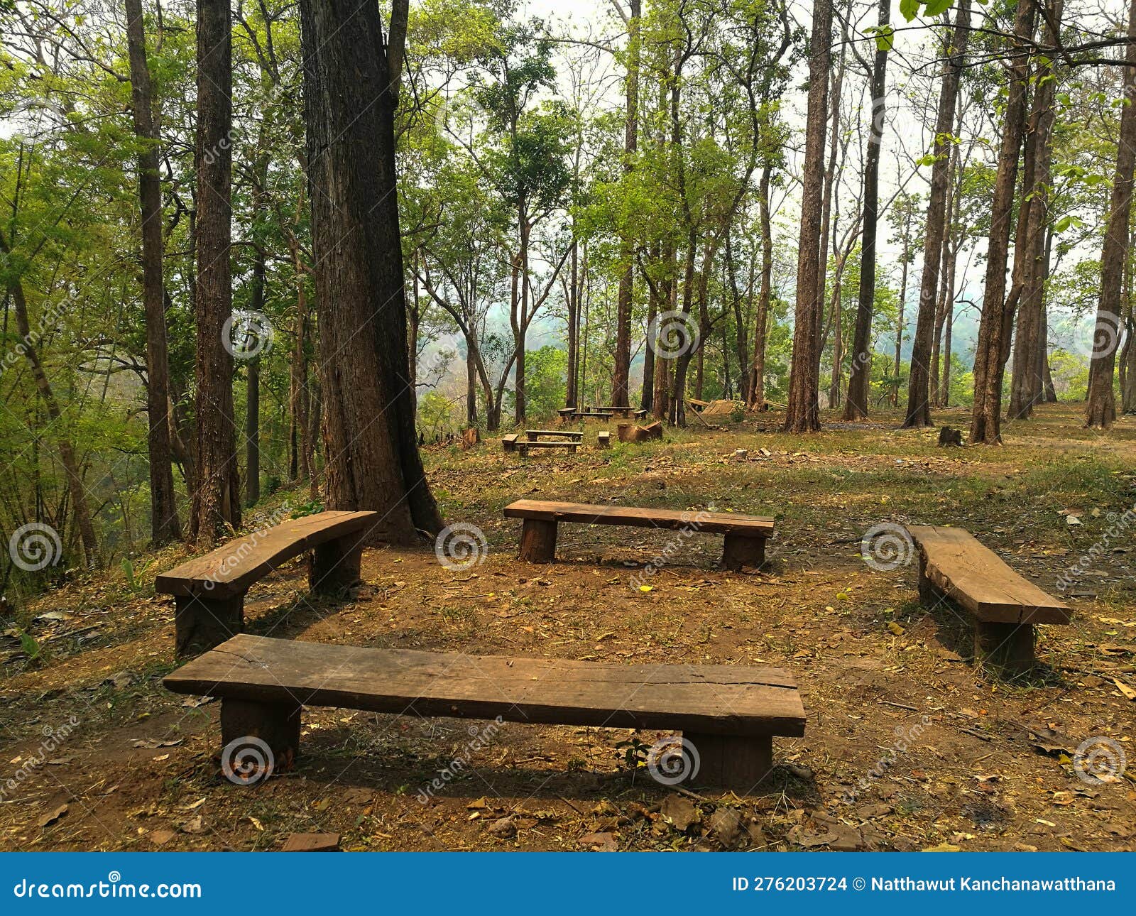 Campfire,Bonfire,Wooden Bench in the Forest, Camping. Stock Photo ...