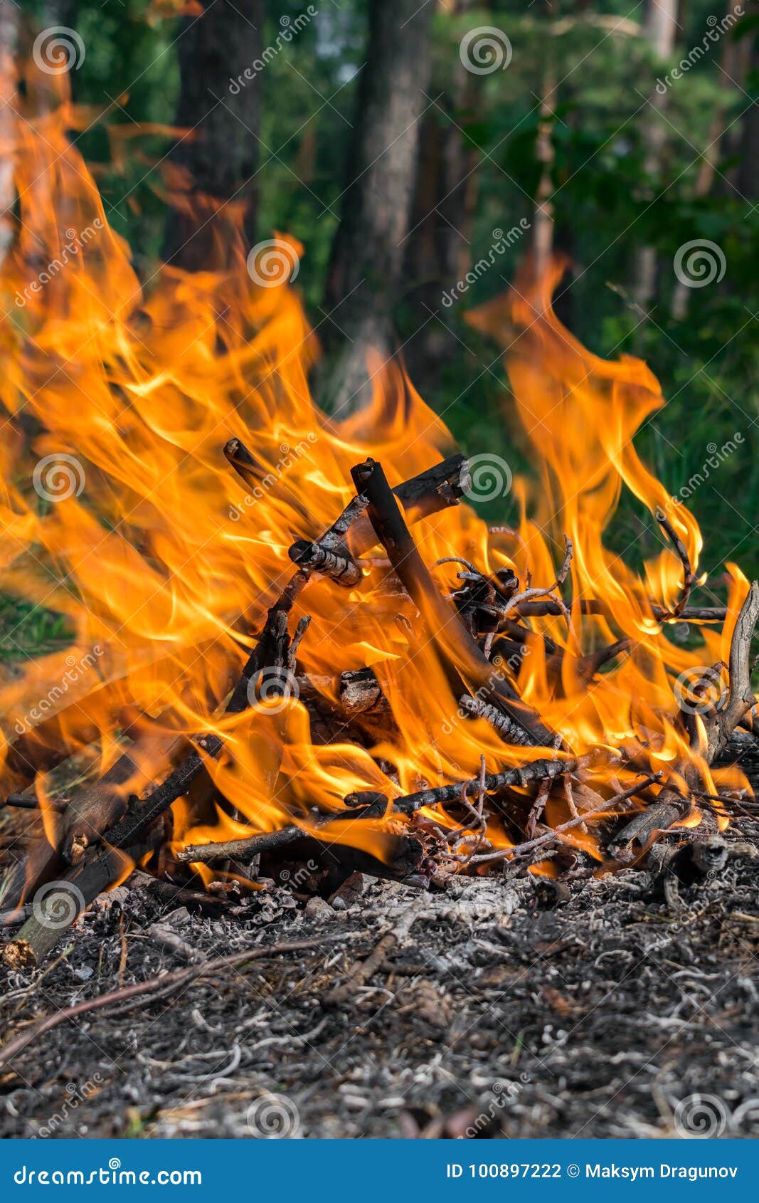 Camp fire in the forest stock photo. Image of smoke - 100897222