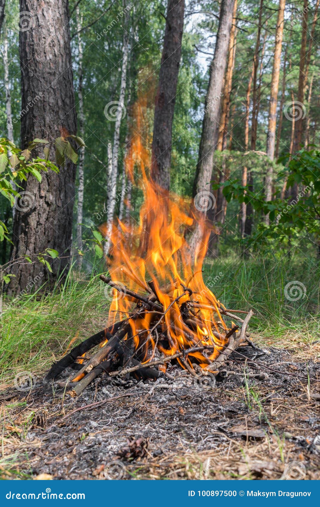 Camp fire in the forest stock photo. Image of warm, forest - 100897500